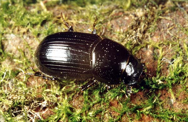 Жуки-навозники